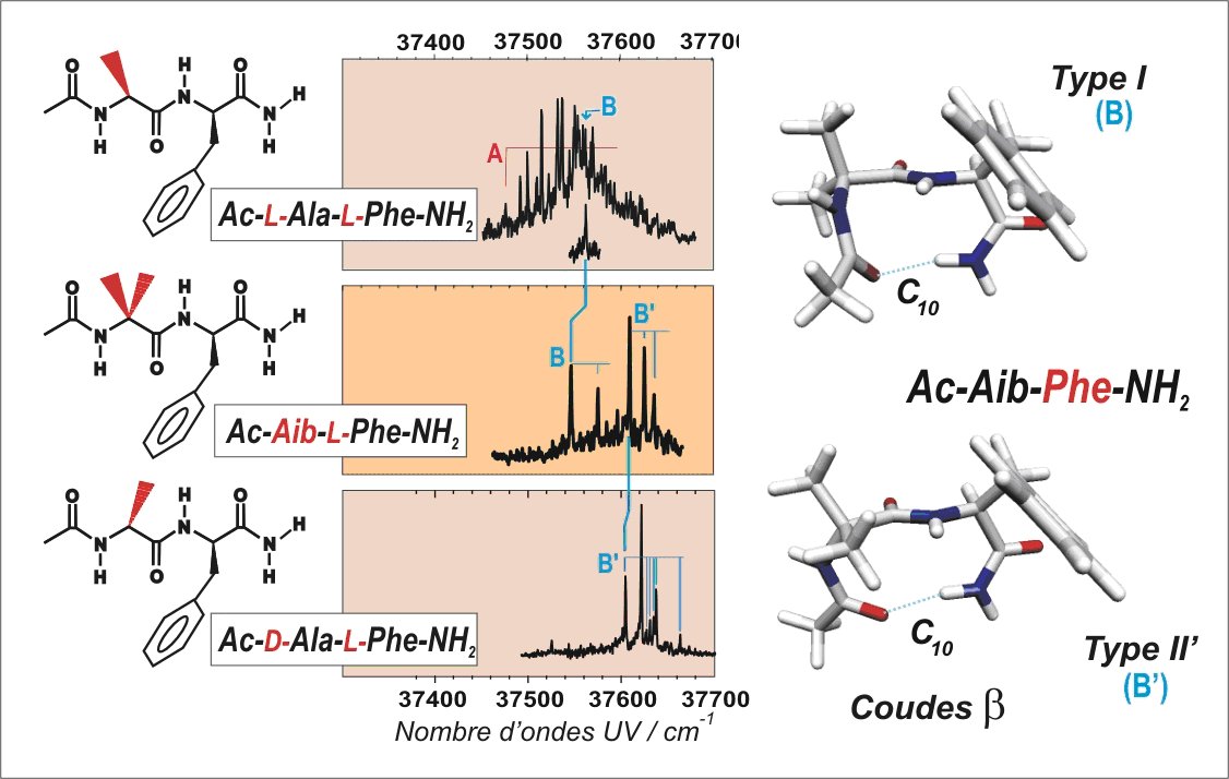 Chirality and folding of peptide chains - IRAMIS