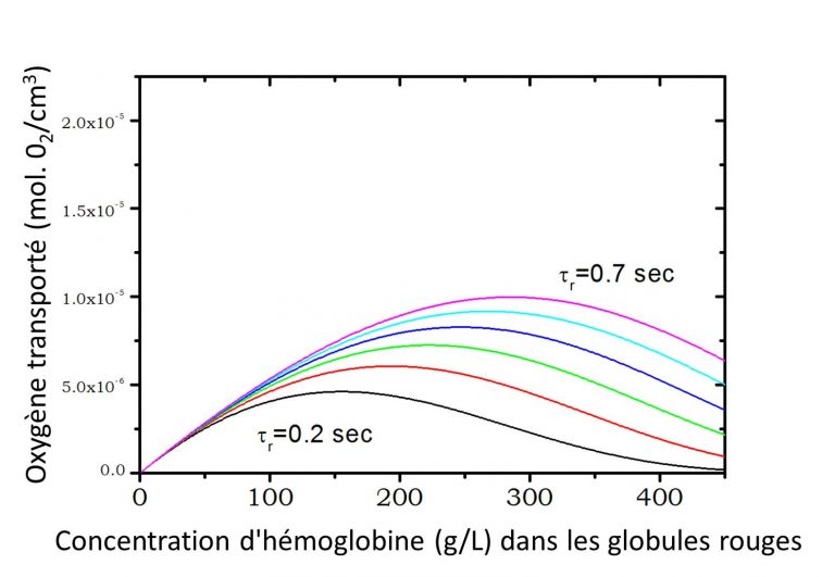 Diffusion de l’hémoglobine : impact sur le transport d’oxygène par les ...