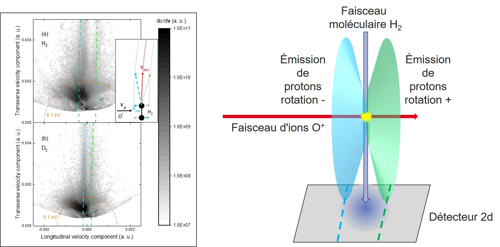 Fragmentation moléculaire induite par impact d’ions : effet de la ...